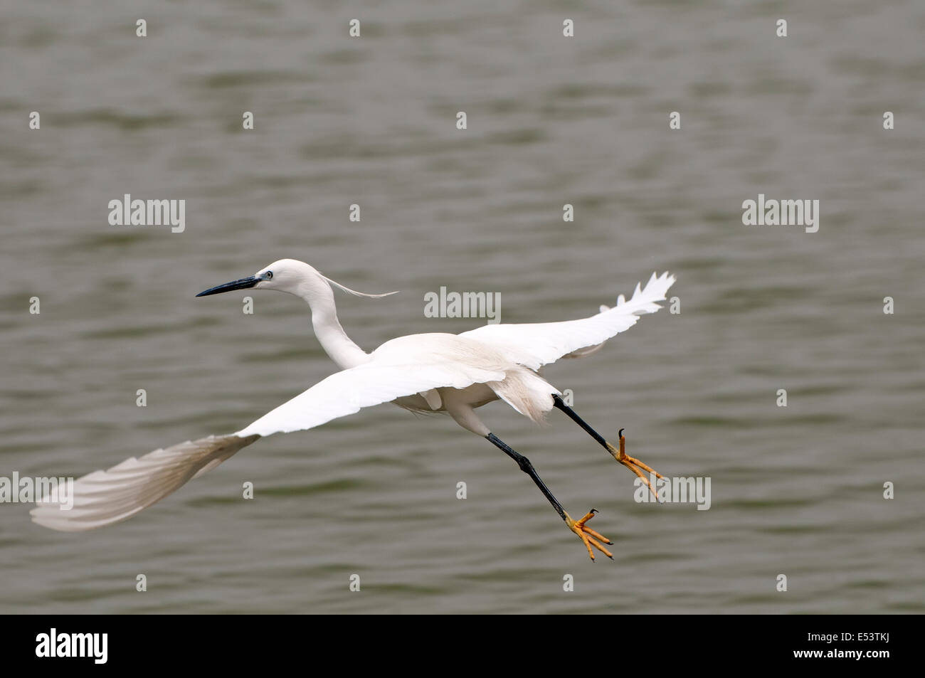 Little egret flying Stock Photo - Alamy