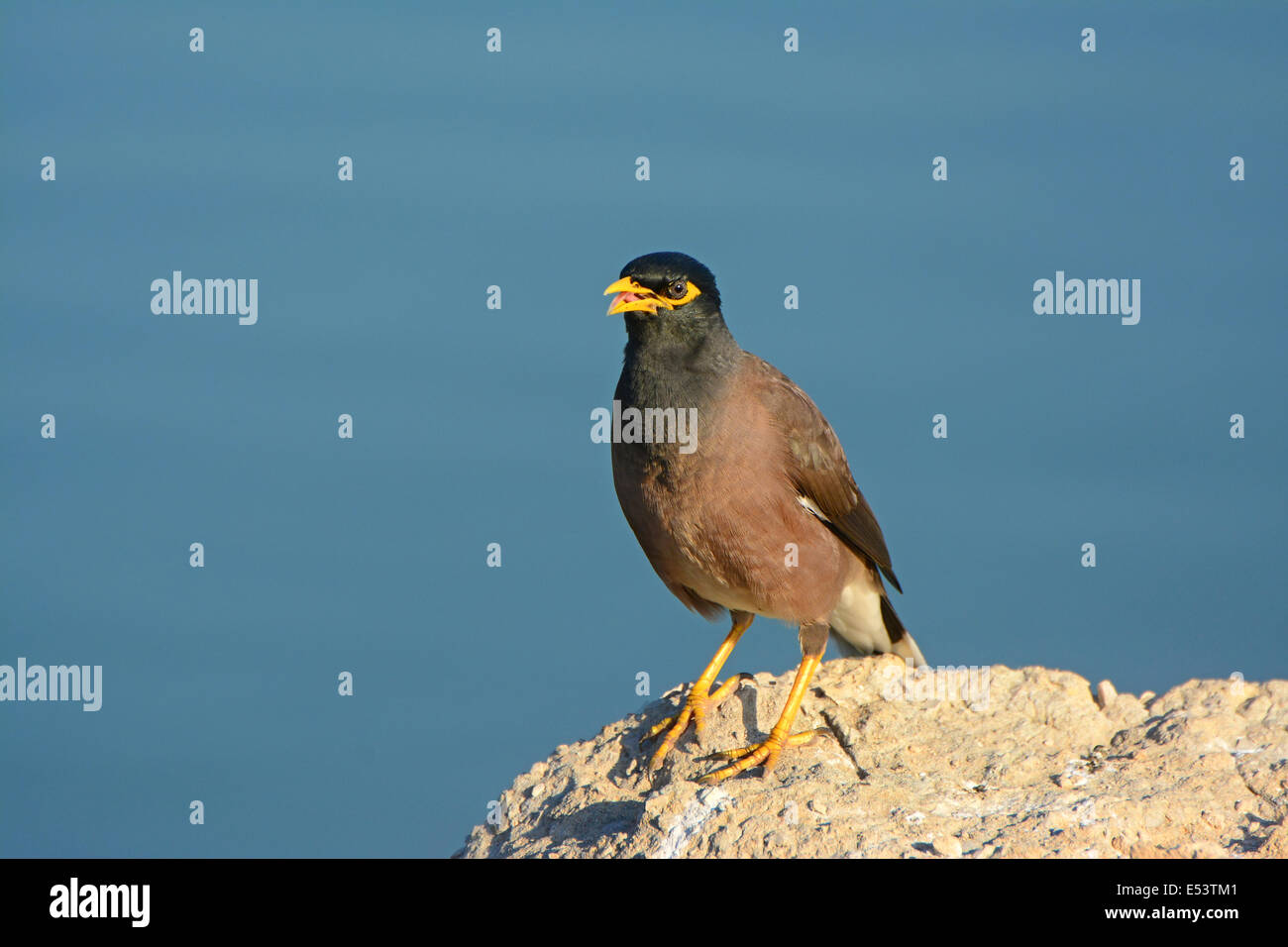 Common indian mynah hi-res stock photography and images - Alamy