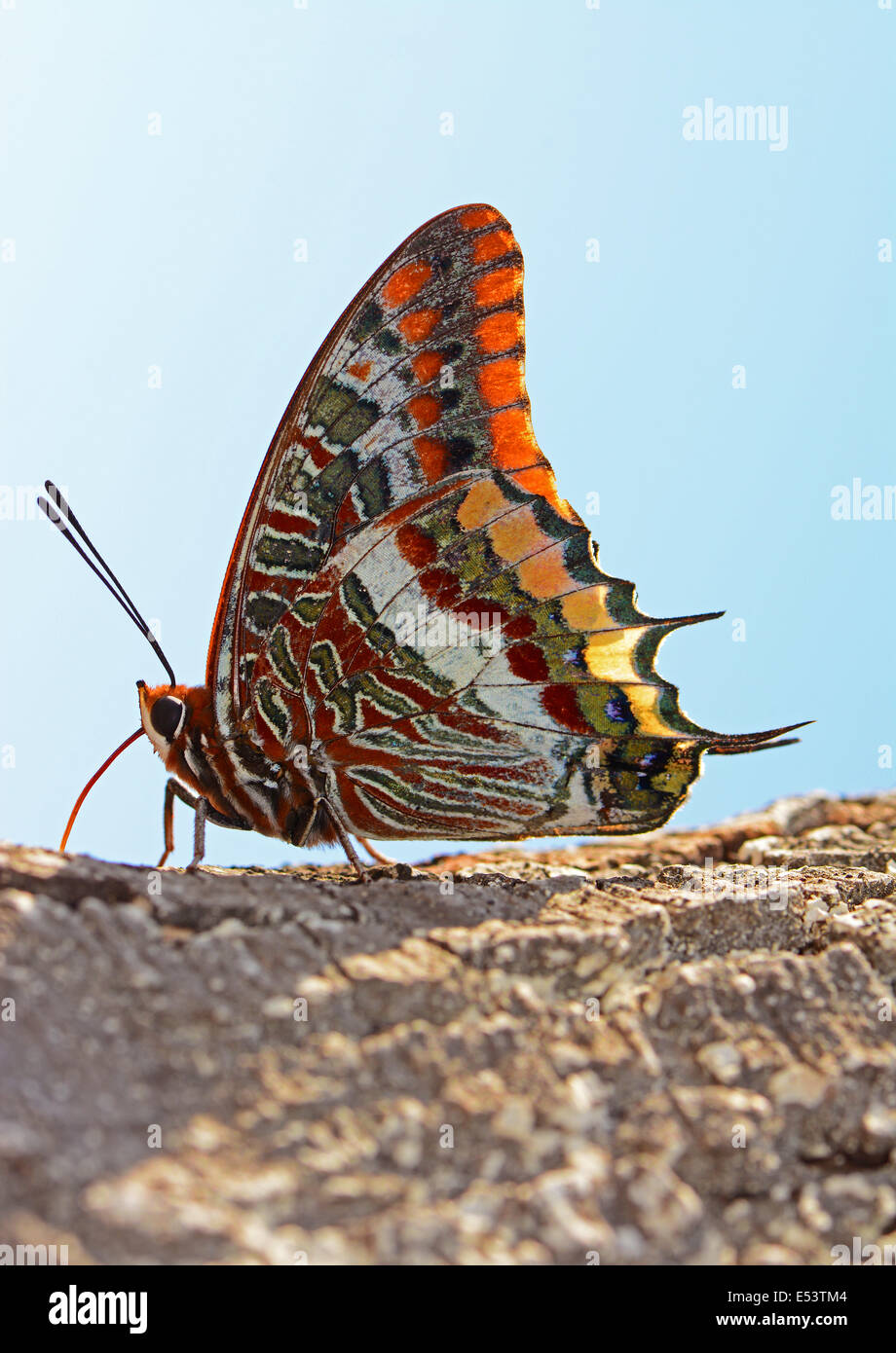 two-tailed pasha butterfly Drinking Stock Photo - Alamy