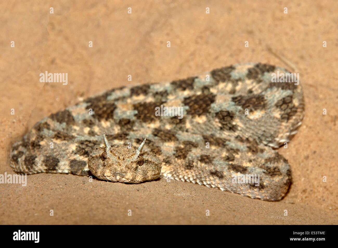 Middle east snake hi-res stock photography and images - Alamy