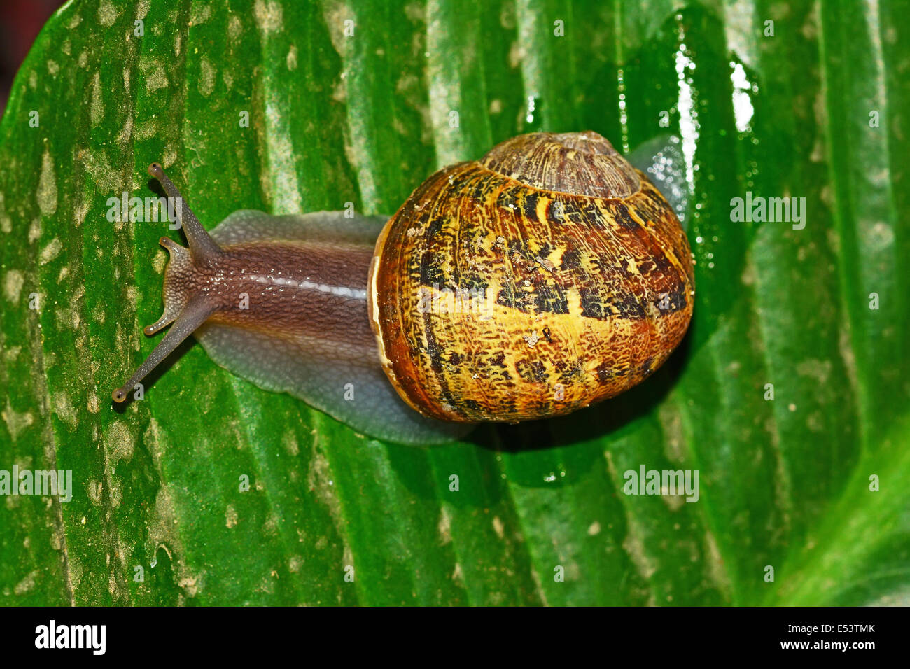 Snail, upper view, Garden Snail Stock Photo - Alamy