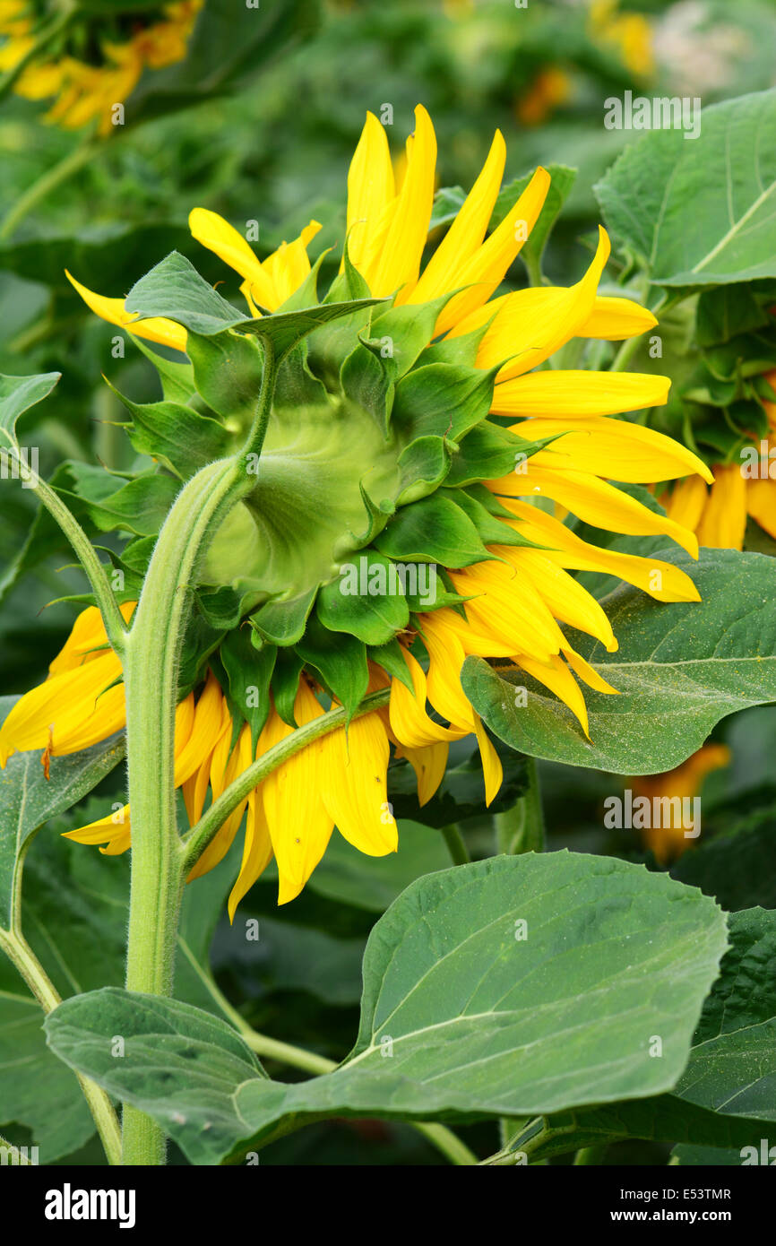 Back side of sunflower Stock Photo - Alamy