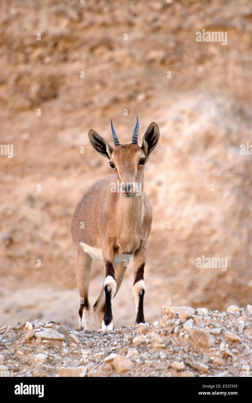Young Ibex in the desert Stock Photo - Alamy