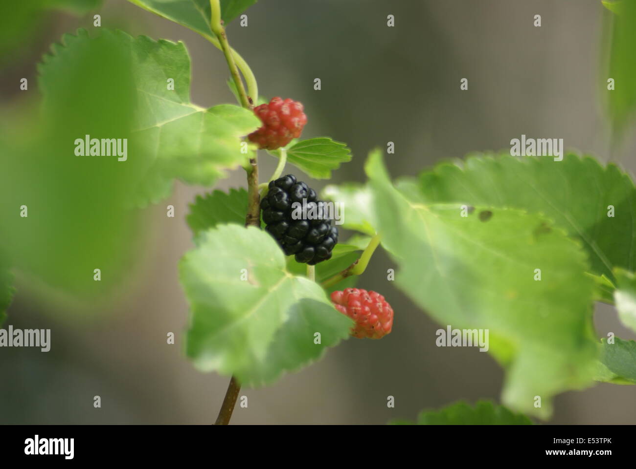 Up close photo of 3 mulberries on a tree Stock Photo - Alamy