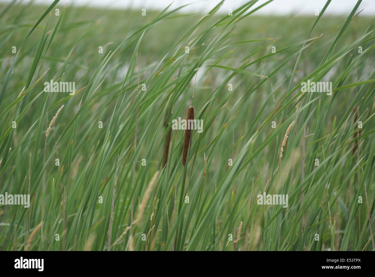 Cattail plants with seed pods growing along a pond Stock Photo - Alamy