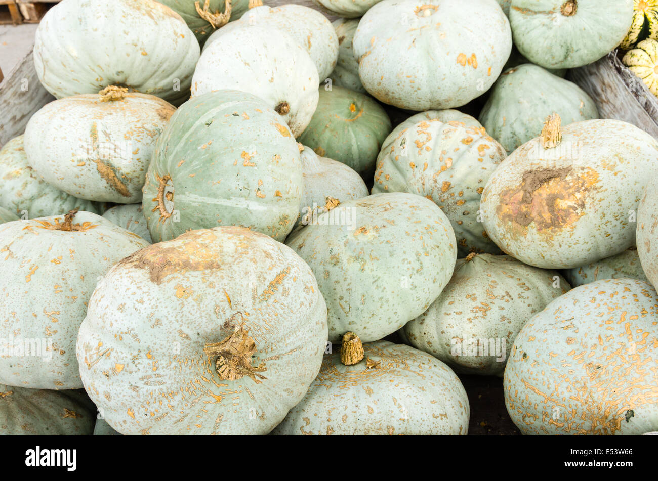Sweet Meat blue winter squash on display at the farmers market Stock ...