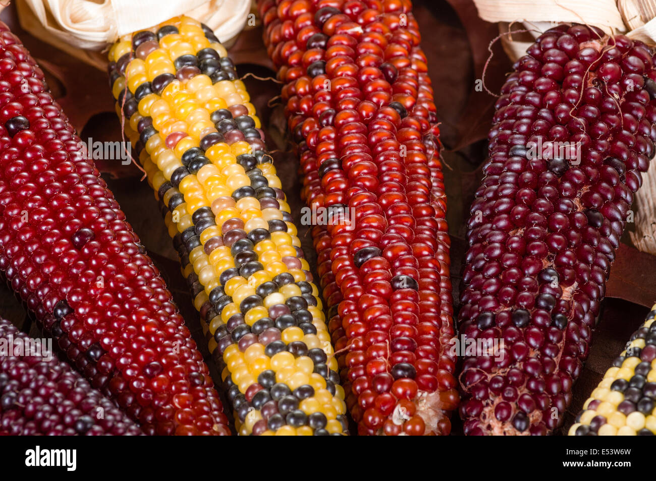 Decorative indian corn used for fall harvest display decoration Stock ...