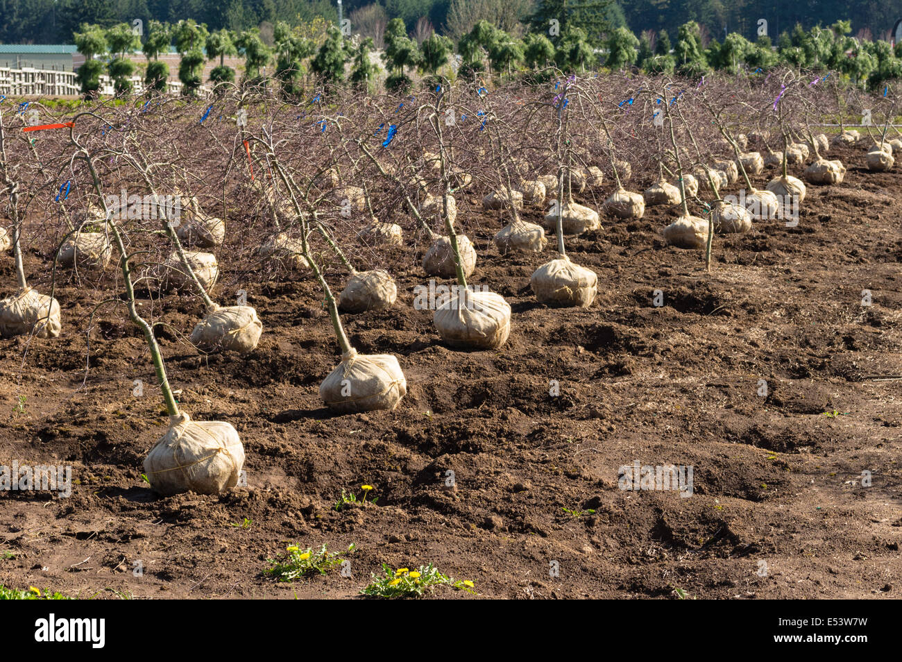 Root balled trees hi-res stock photography and images - Alamy