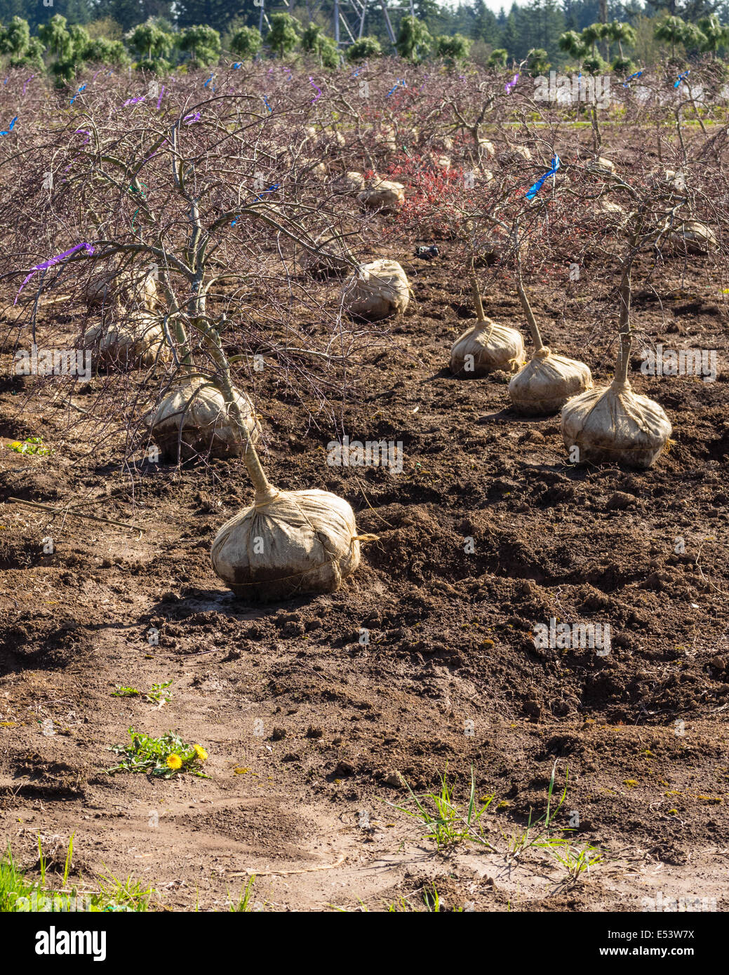 Root balled trees hi-res stock photography and images - Alamy