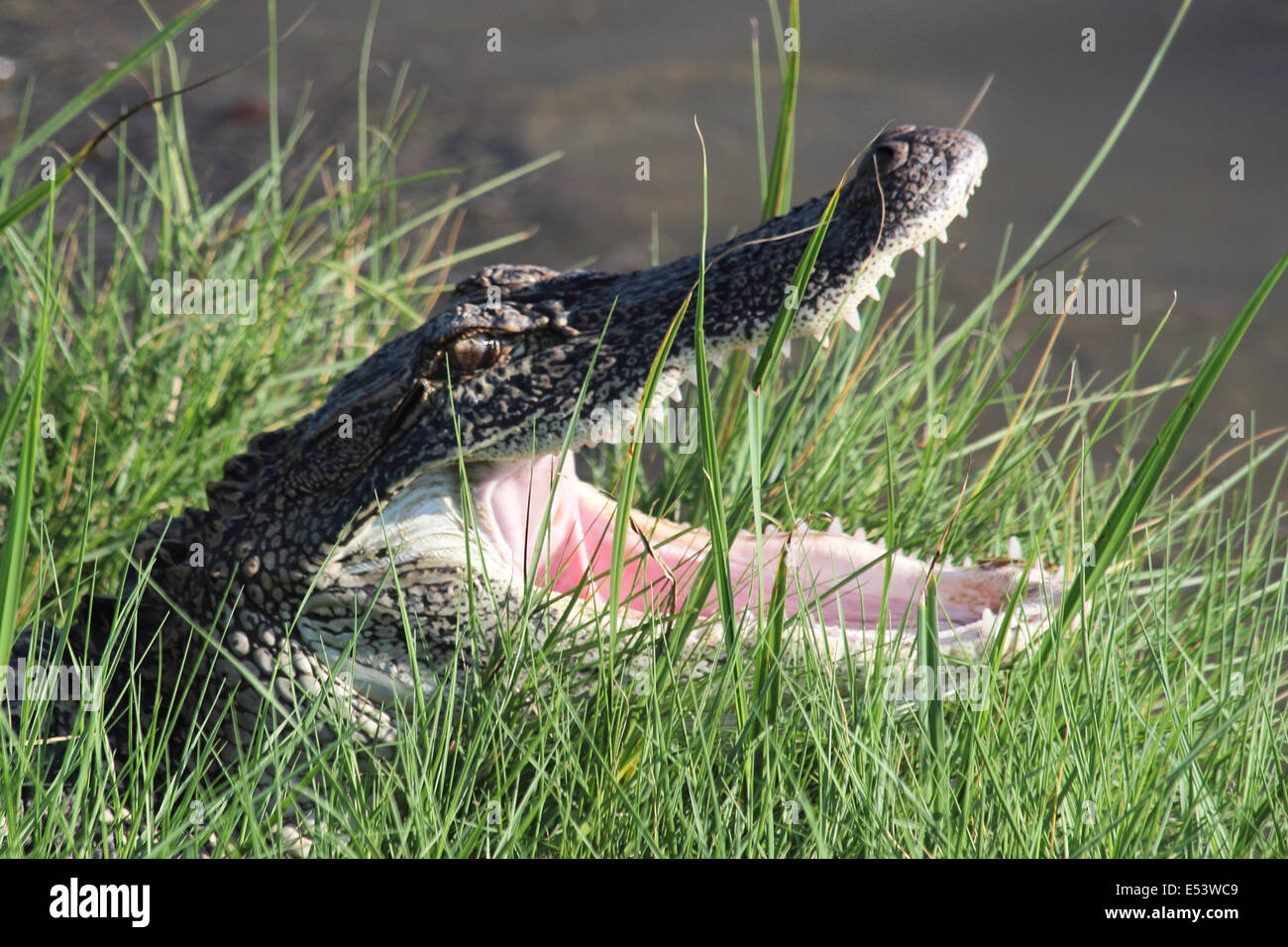 An American Alligator warms itself at the waters edge with jaws open ...