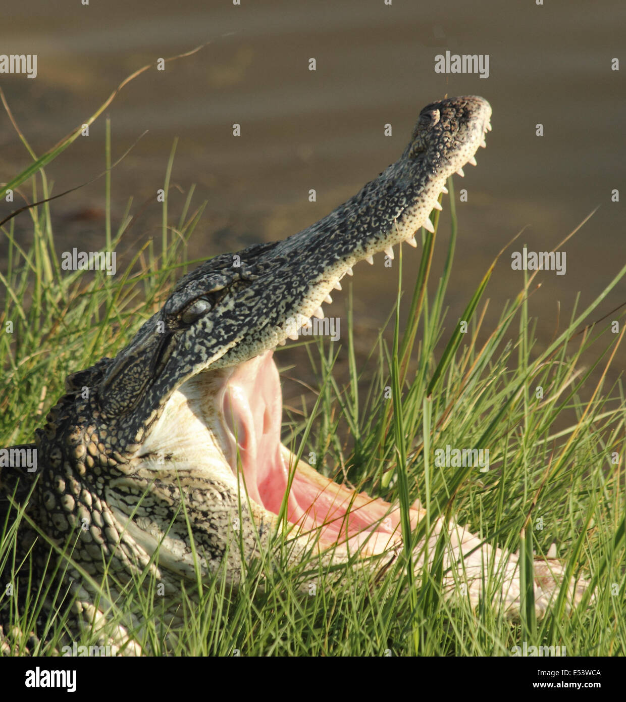 Alligator open mouth hi-res stock photography and images - Alamy