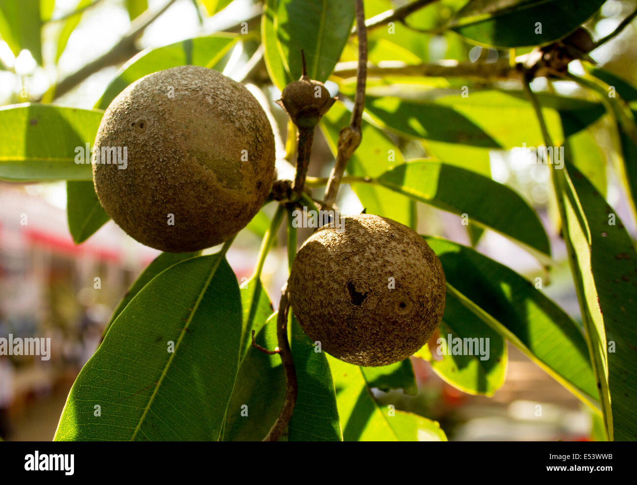 Indian sapota fruit Stock Photo - Alamy