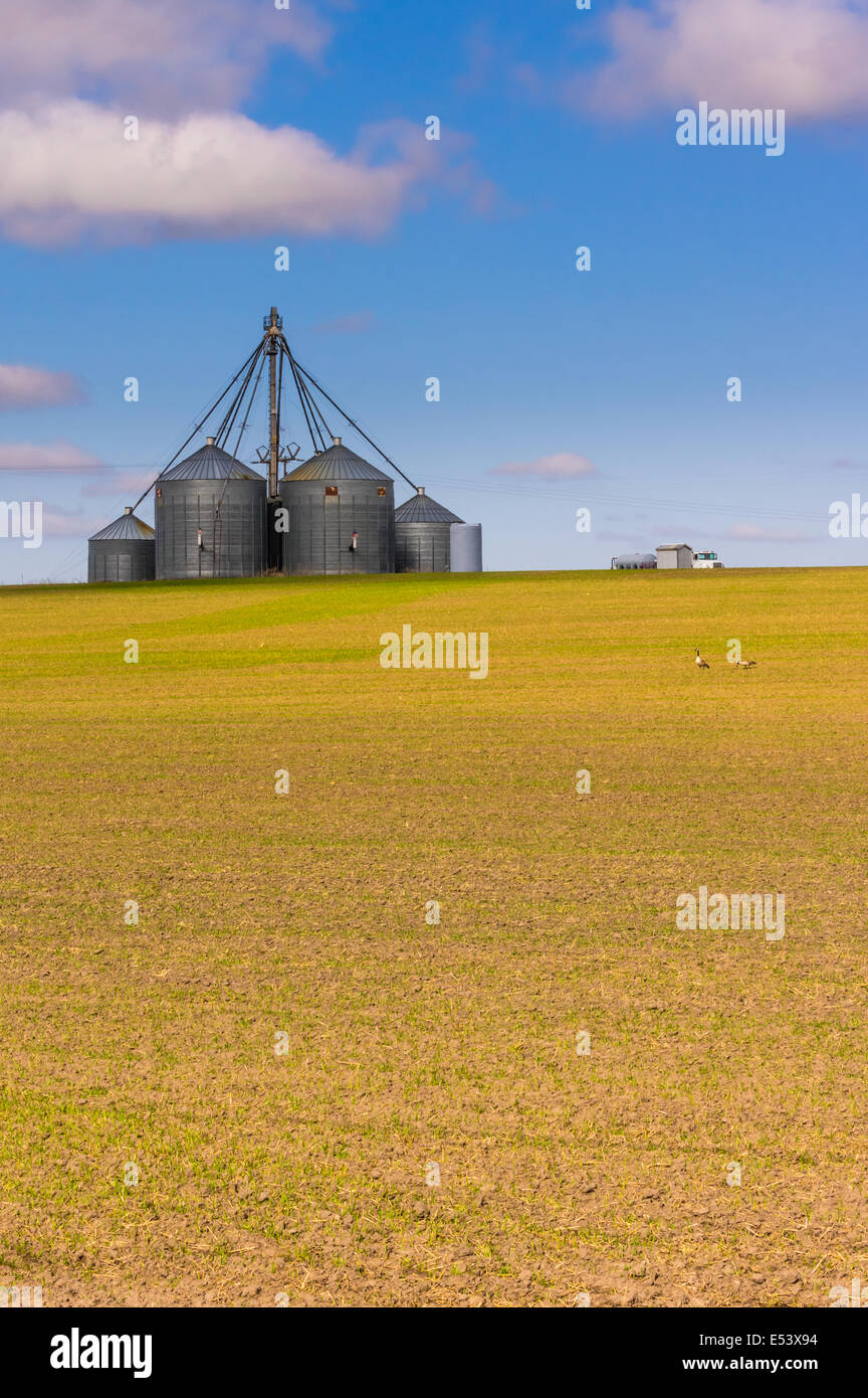 Group of grain storage silos in a rural area farm Stock Photo - Alamy