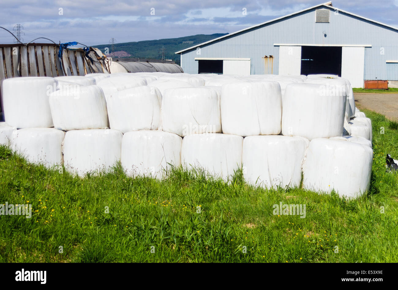White plastic covered bales hay hi-res stock photography and images - Alamy