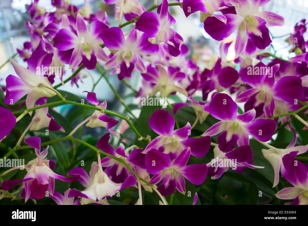 Buri leaves hi-res stock photography and images - Alamy