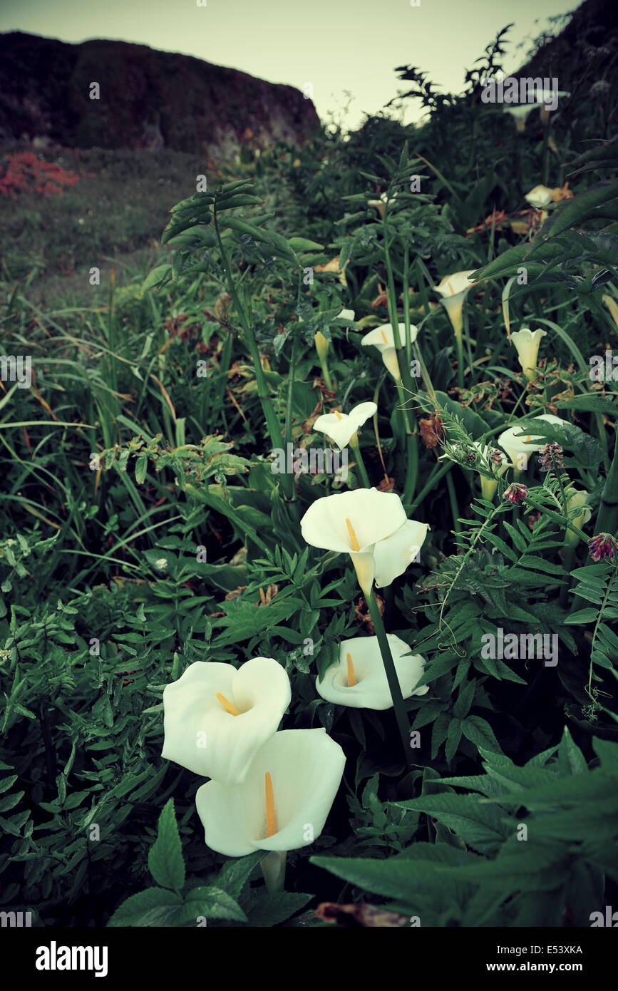 Lily valley in Big Sur California Stock Photo - Alamy