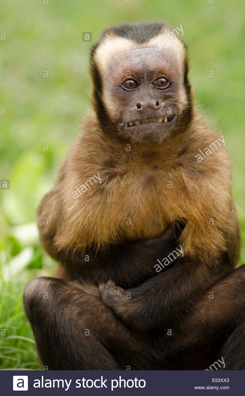 Sapajus Apella Stock Photos & Sapajus Apella Stock Images - Alamy