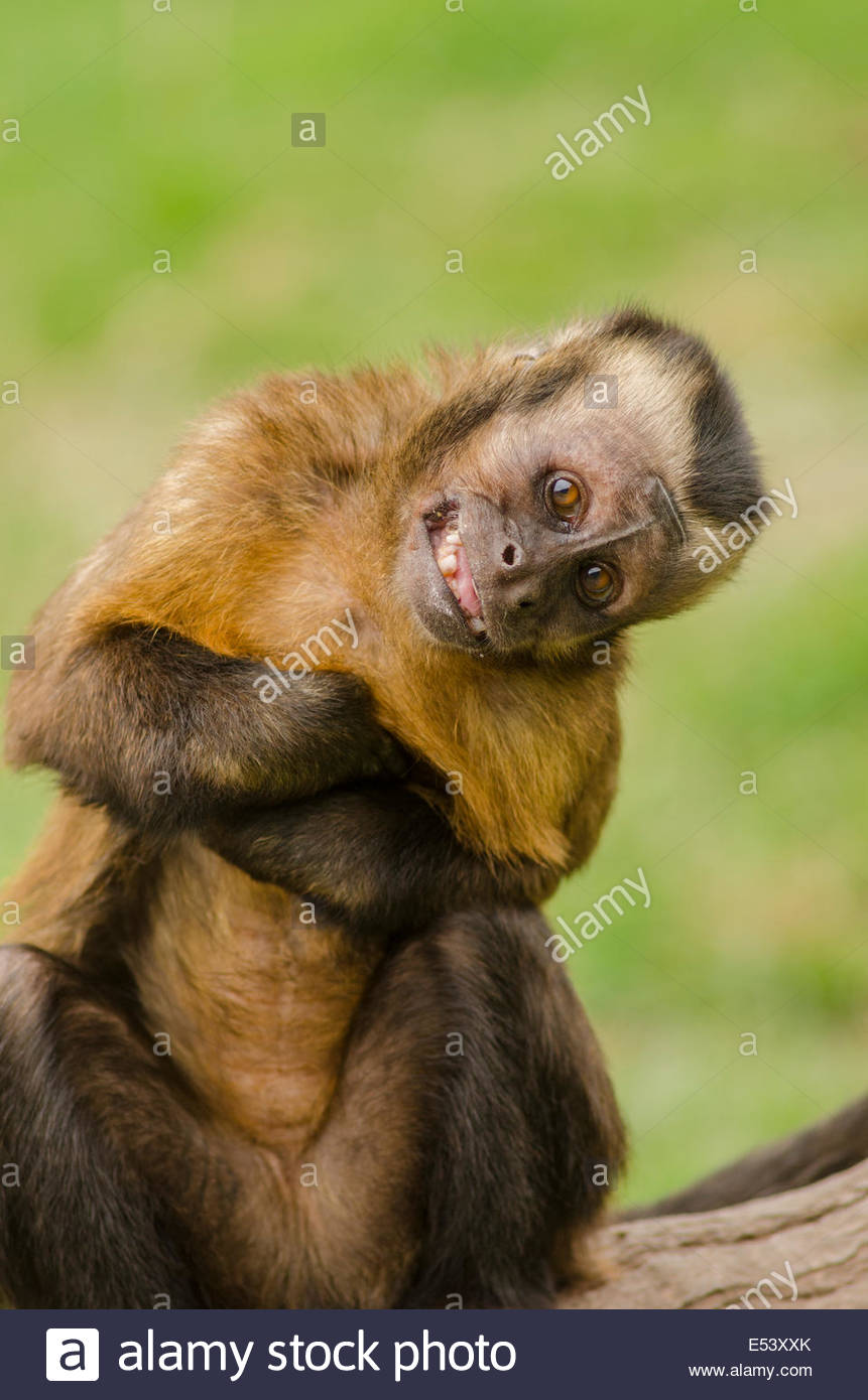 Sapajus Apella Stock Photos & Sapajus Apella Stock Images - Alamy