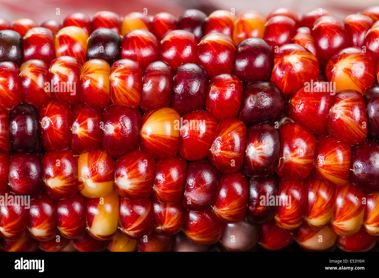 Decorative indian corn used for fall harvest display decoration Stock ...