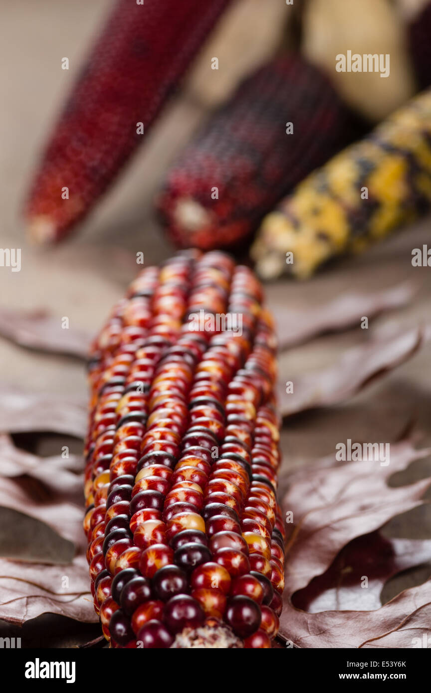 Decorative indian corn used for fall harvest display decoration Stock ...