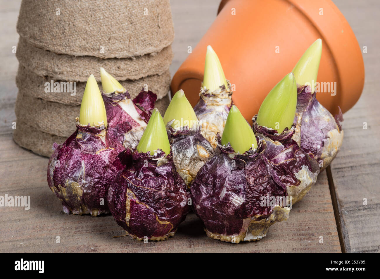 Hyacinth bulbs and pots for planting Stock Photo - Alamy
