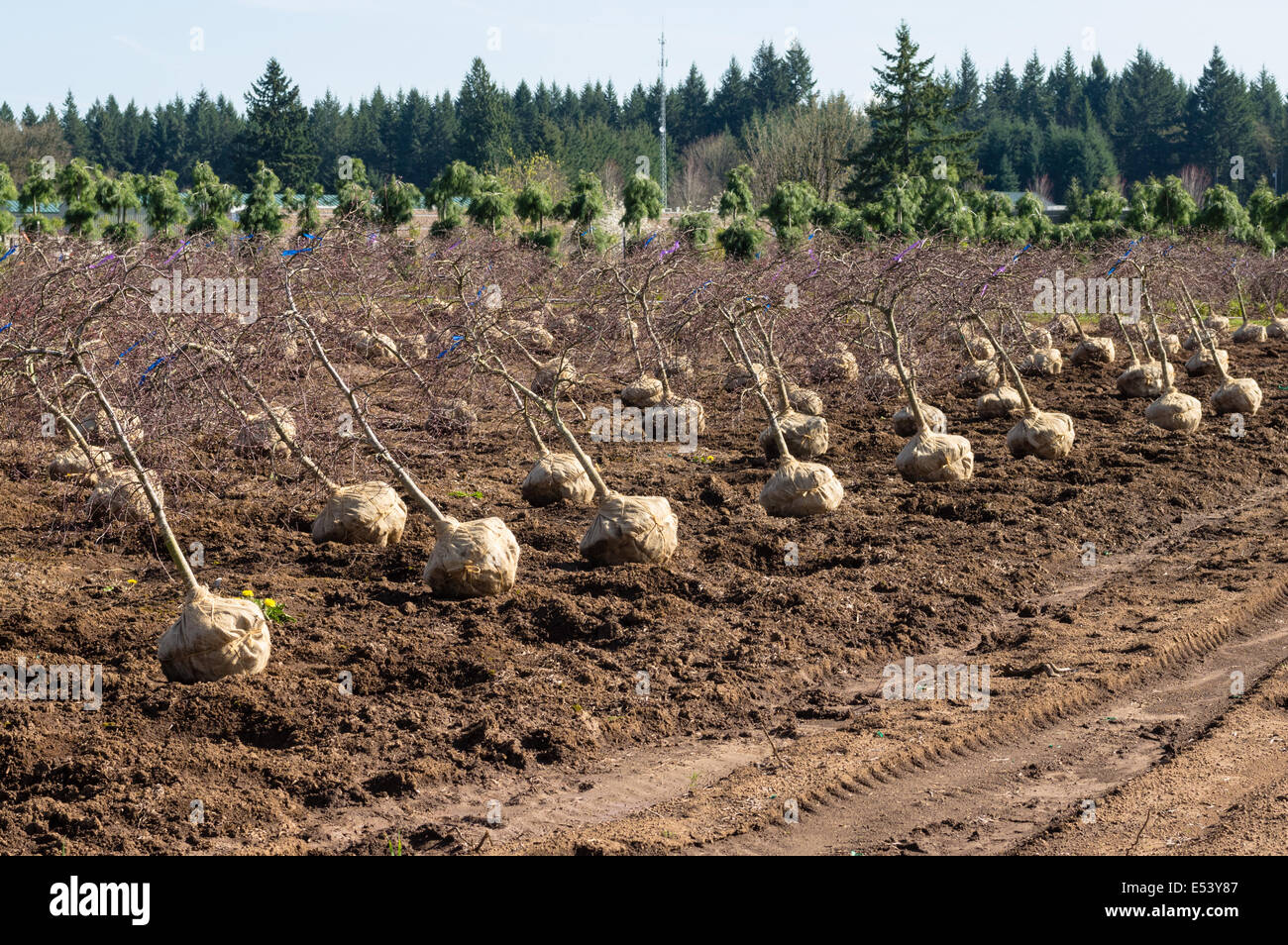 Nursery yard with freshly dug trees ready to ship Stock Photo - Alamy