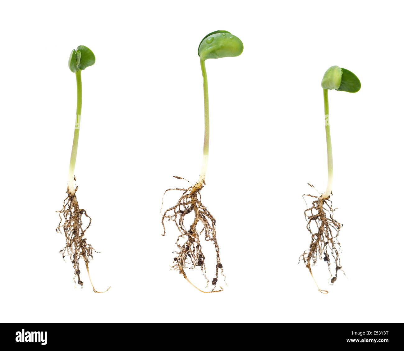 Sprouts isolated on white background Stock Photo - Alamy