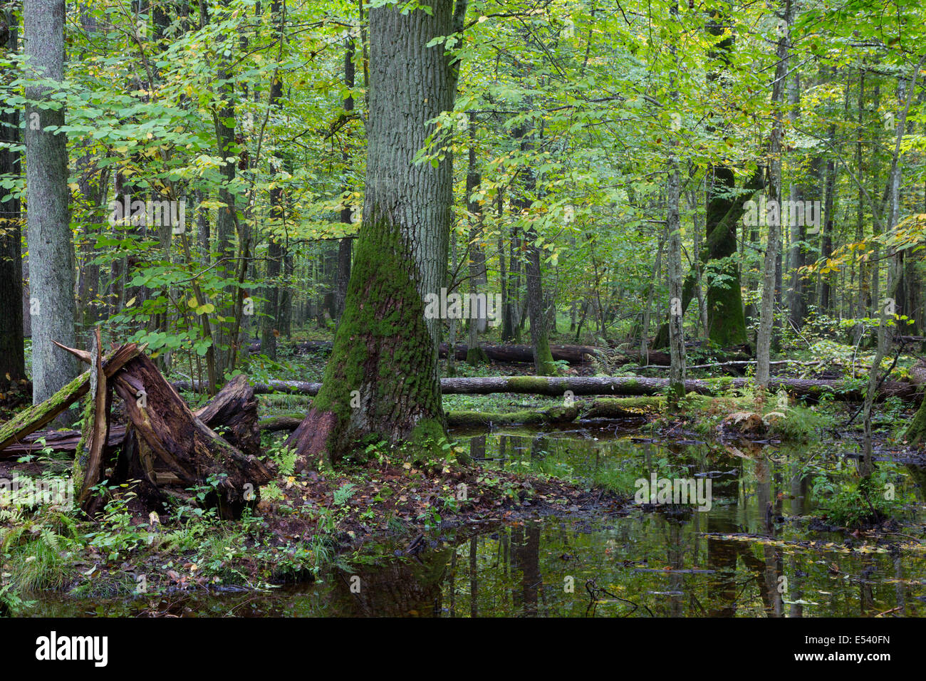 Old oak tree and water around in fall forest with a lot decline wood ...
