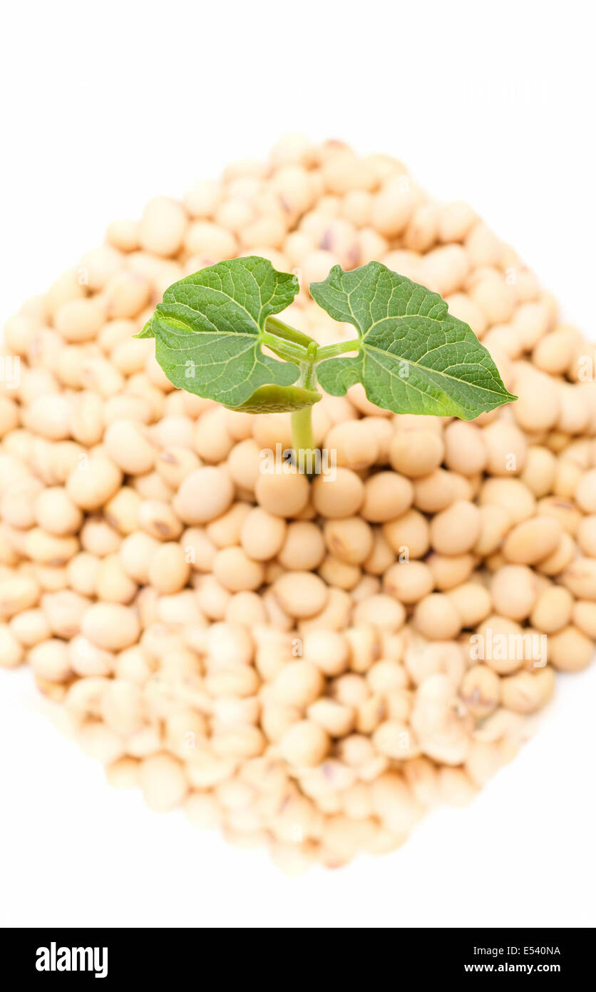 Soybean sprout isolated on white background Stock Photo - Alamy