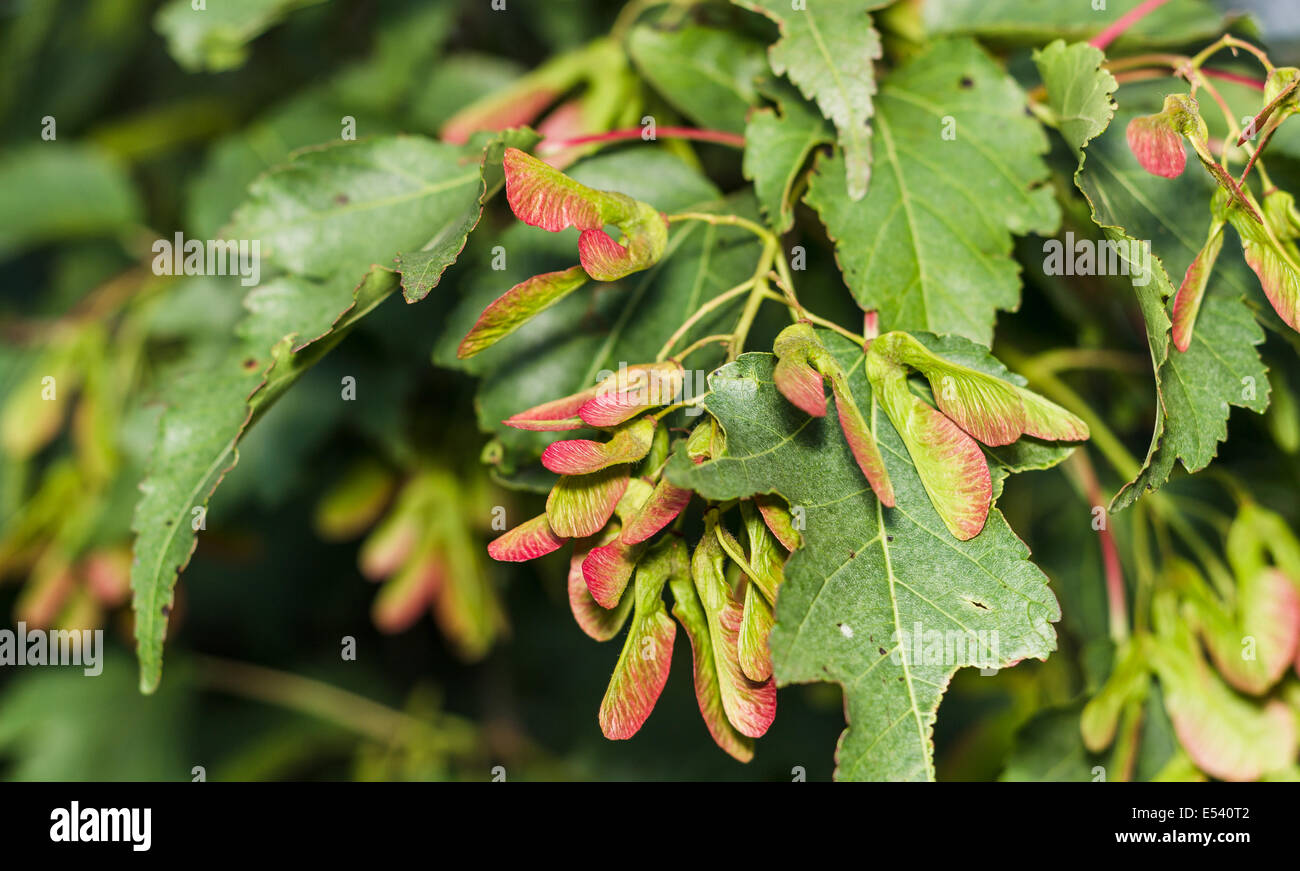 Silver maple transparent hi-res stock photography and images - Alamy