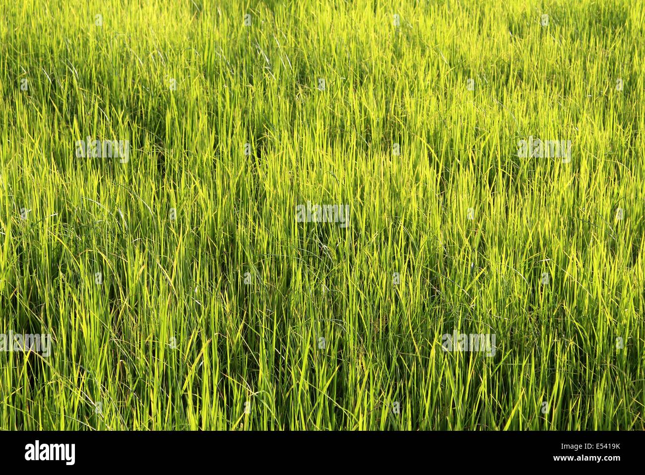 Green rice field Stock Photo - Alamy