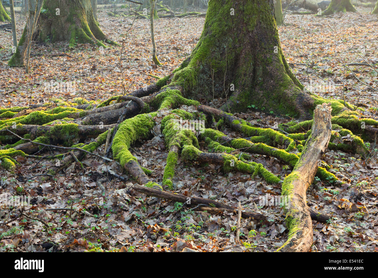 Mossy roots hi-res stock photography and images - Alamy