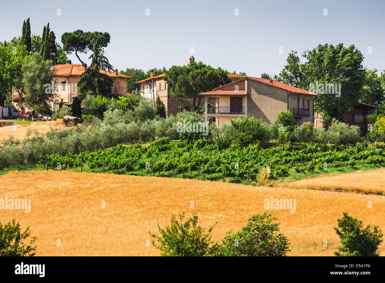 rural landscape with houses standing alone in the province of Tuscany ...