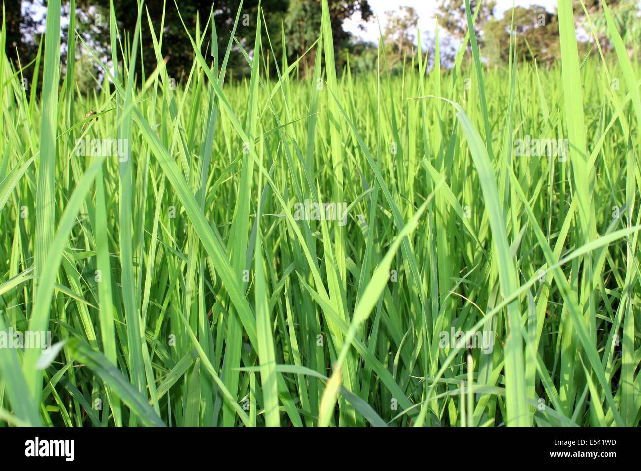 Green rice field Stock Photo - Alamy