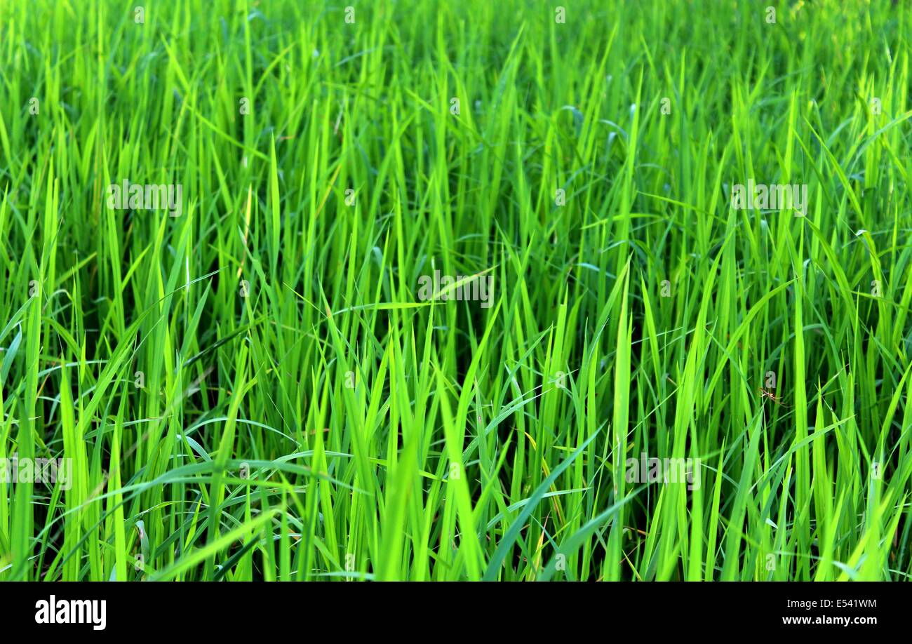 Green rice field Stock Photo - Alamy