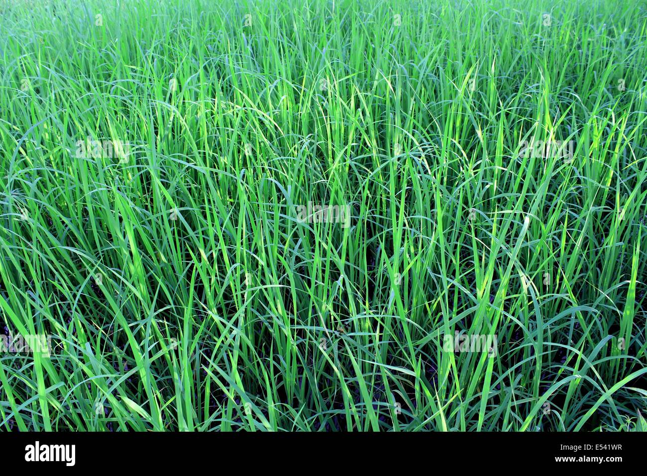 Green rice field Stock Photo - Alamy