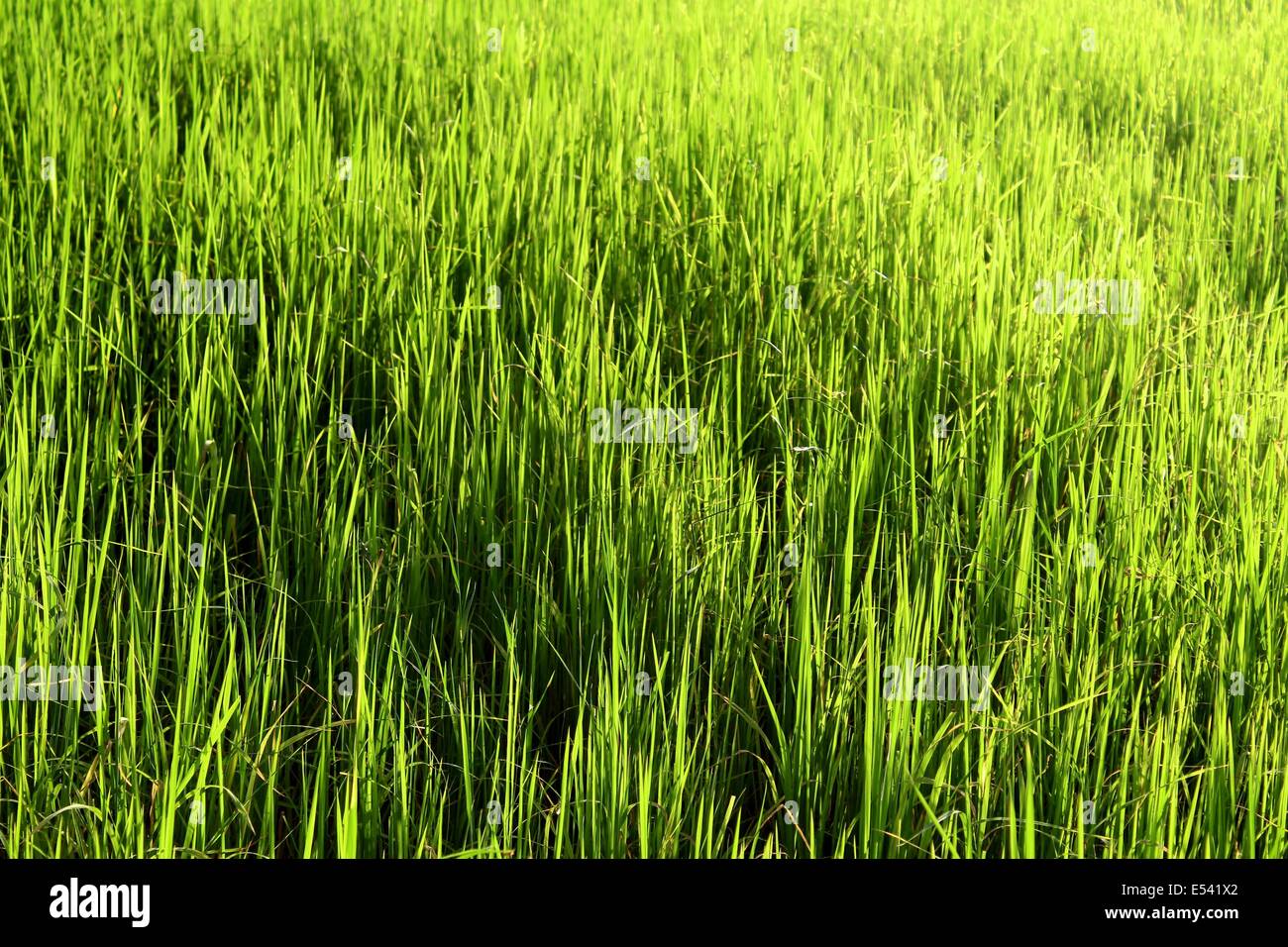 Green rice field Stock Photo - Alamy