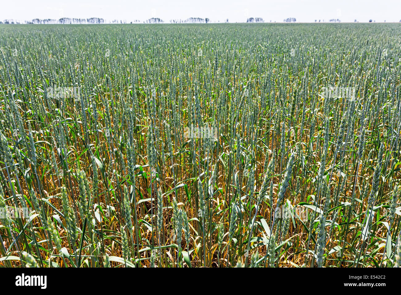 spring green field with ears of wheat Stock Photo - Alamy