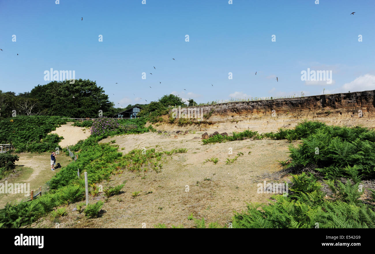 Minsmere Suffolk UK - Minsmere RSPB Nature Reserve Sand Martins ...
