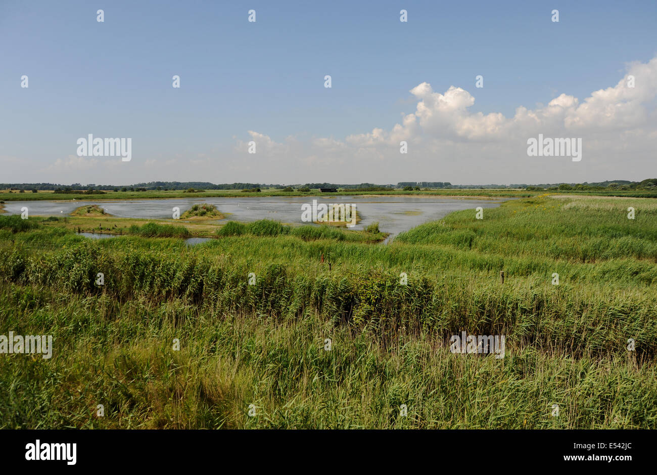Minsmere Suffolk UK - Minsmere RSPB Nature Reserve reed beds and the ...