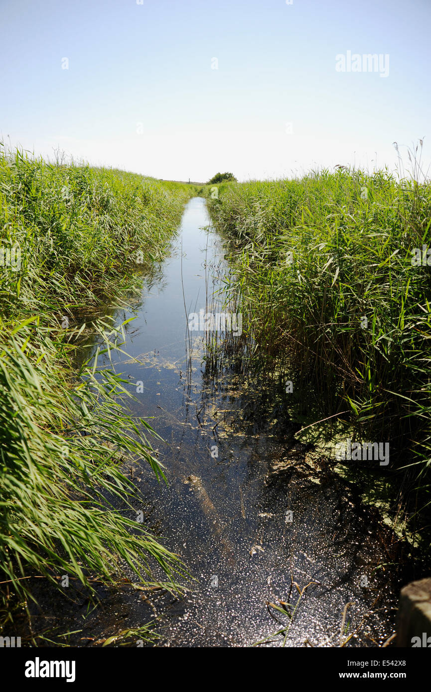 Suffolk nature reserves hi-res stock photography and images - Alamy