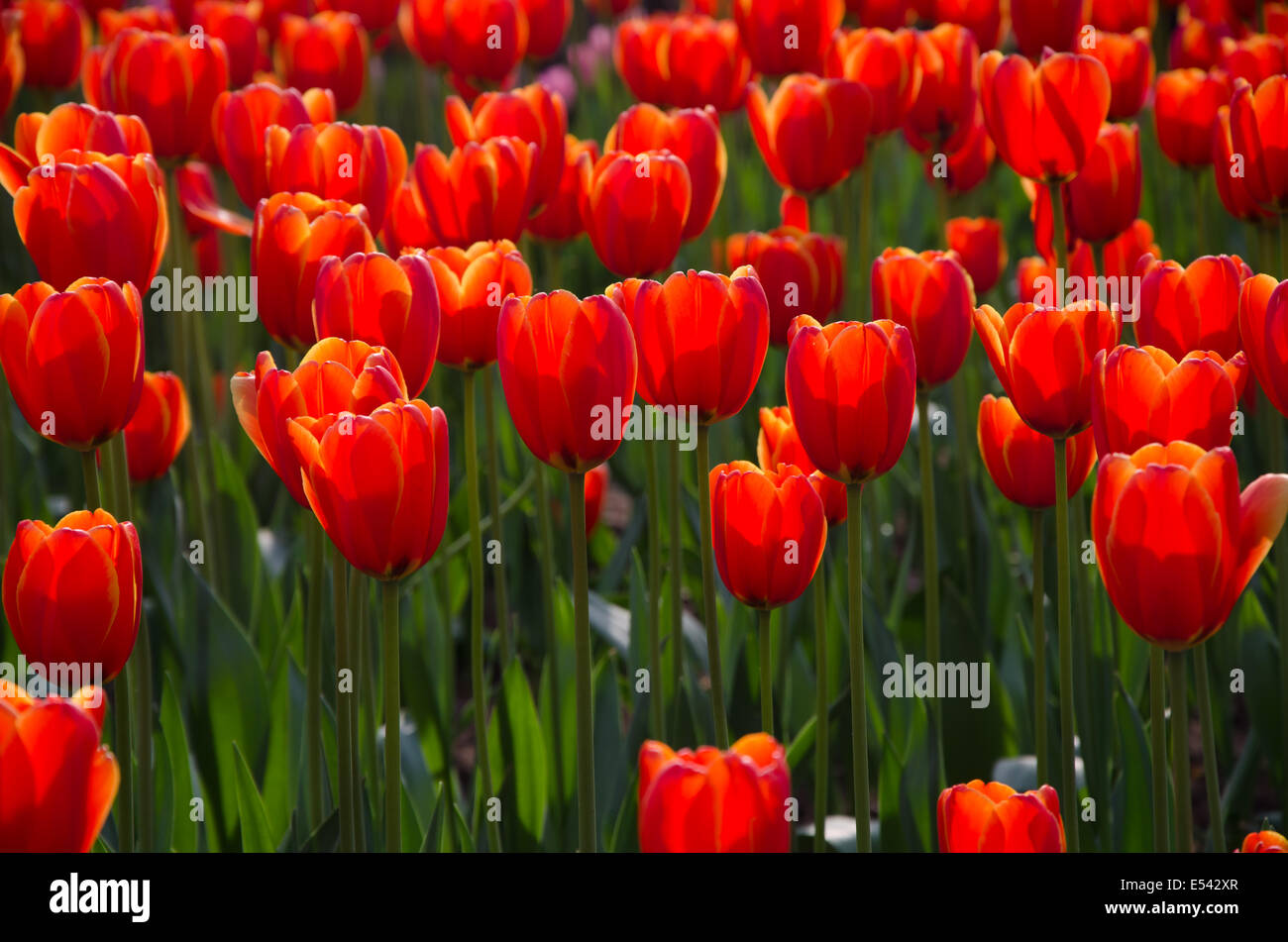 China dalian park hi-res stock photography and images - Alamy