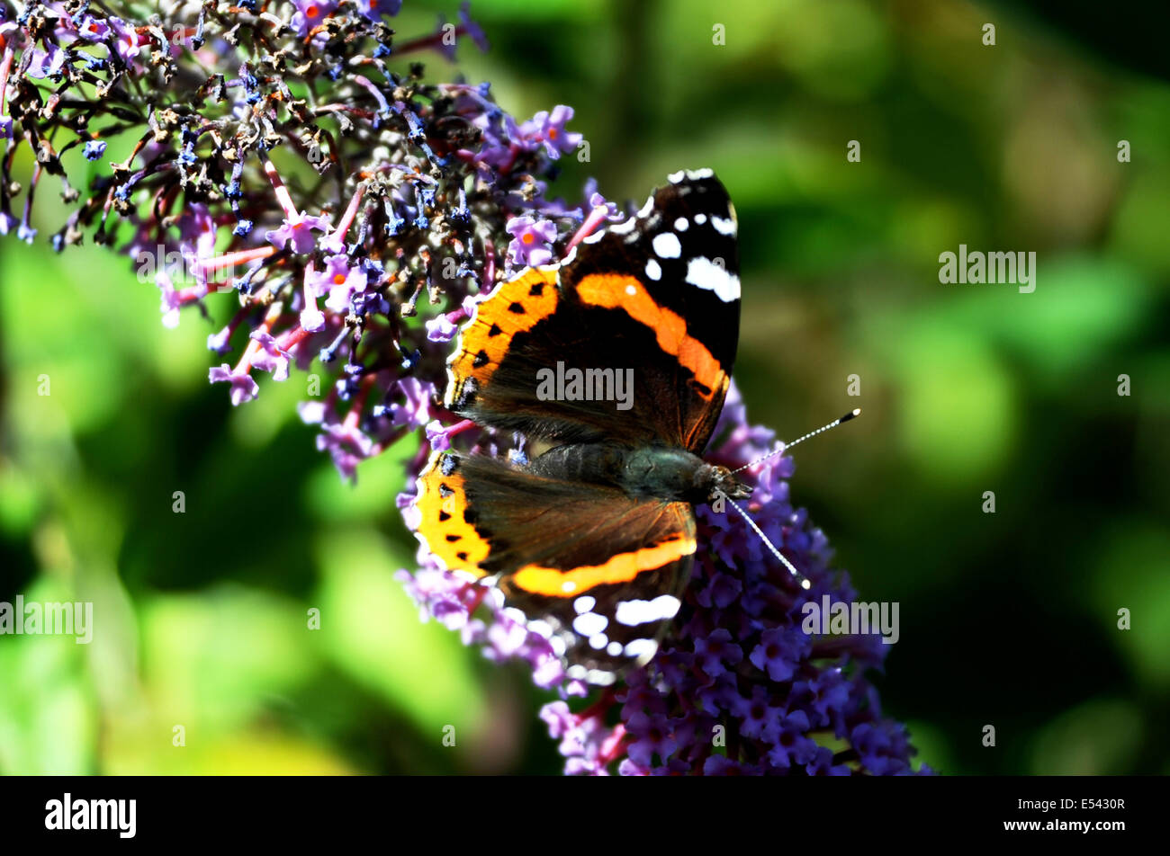 Minsmere Suffolk UK - Minsmere RSPB Nature Reserve Red Admiral ...