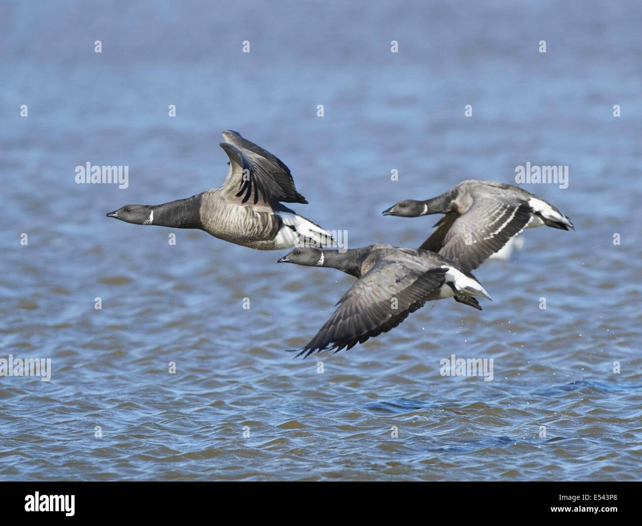 Brent geese in flight Stock Photo - Alamy