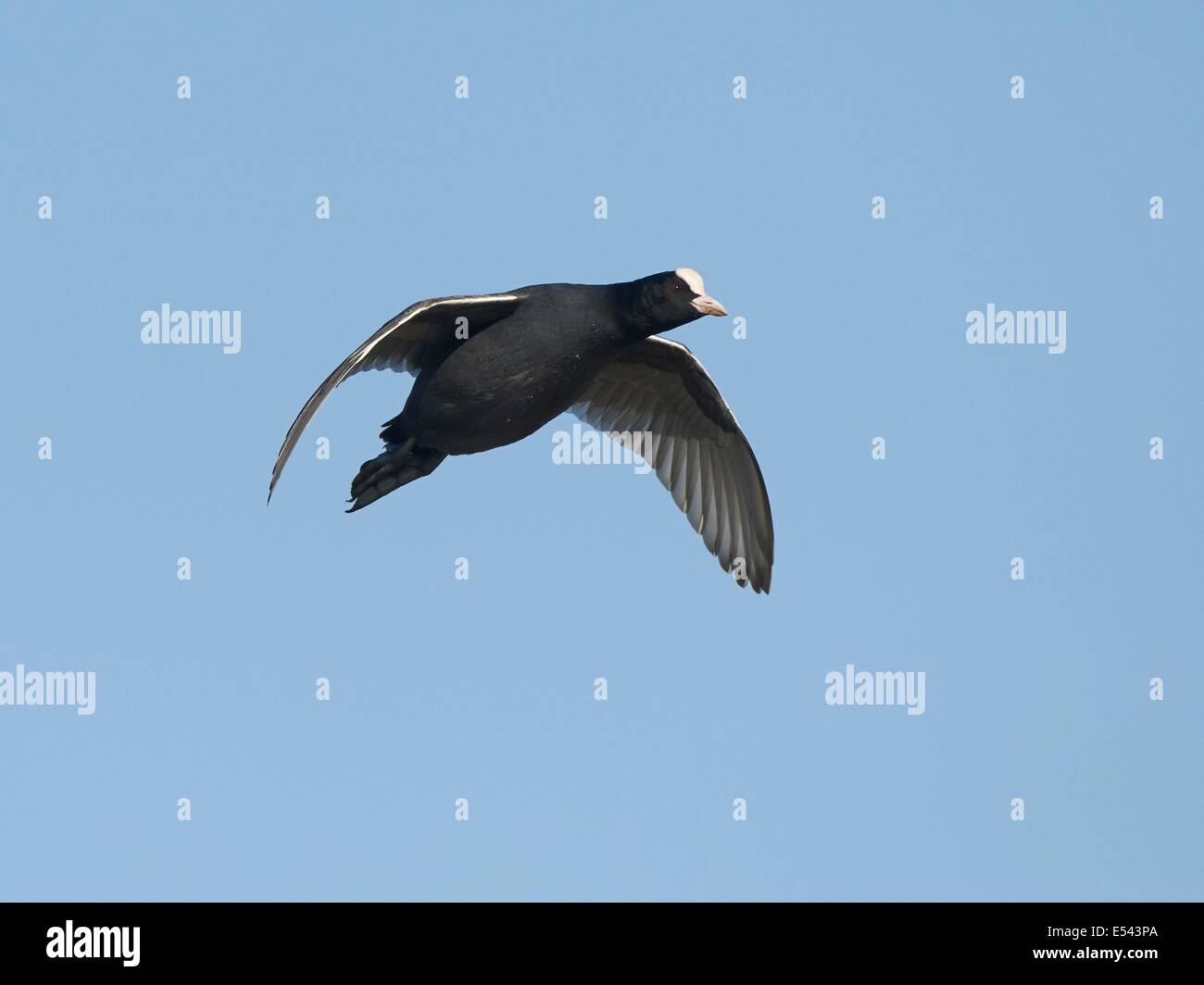 Coot in flight Stock Photo - Alamy