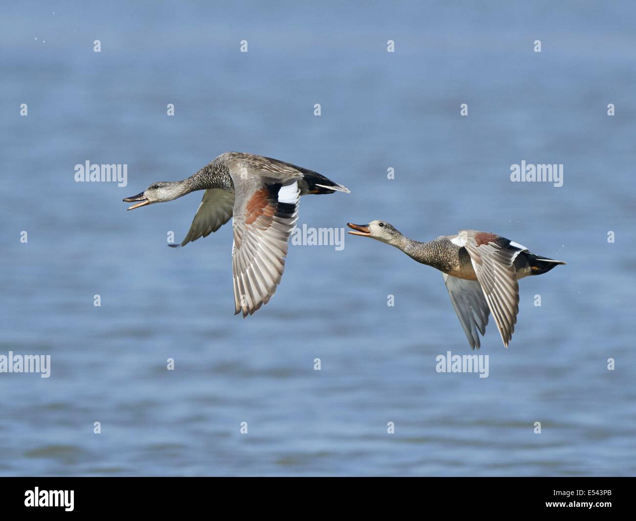 Gadwall in flight Stock Photo - Alamy