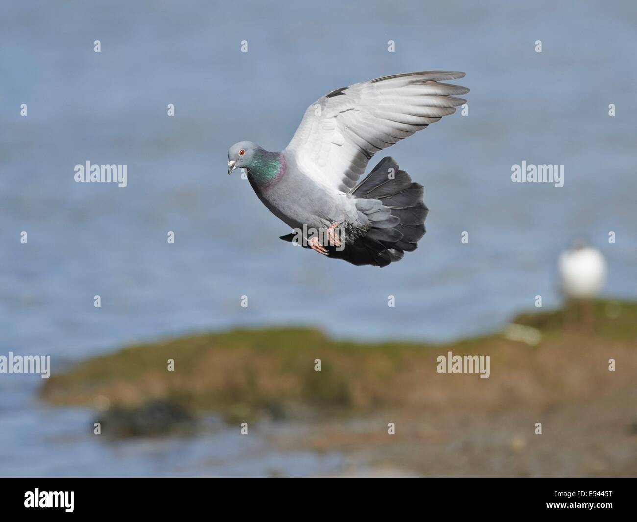 Feral Pigeon in flight Stock Photo - Alamy