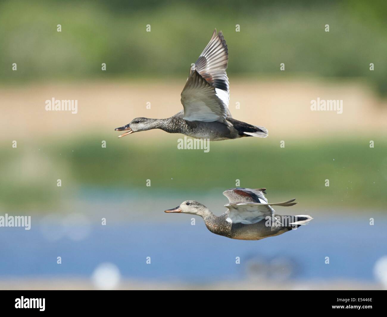 Gadwall in flight Stock Photo - Alamy
