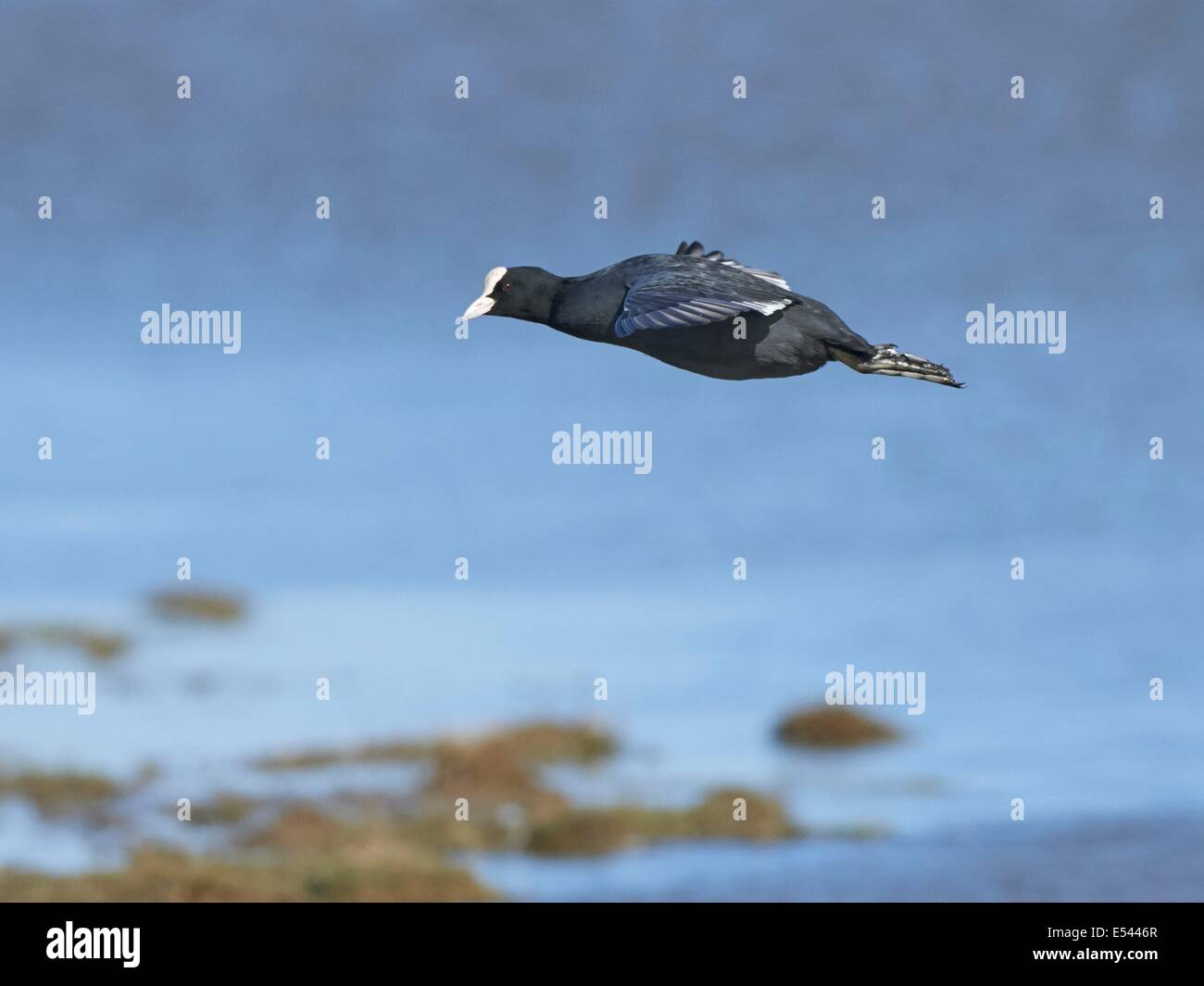 Coot in flight Stock Photo - Alamy