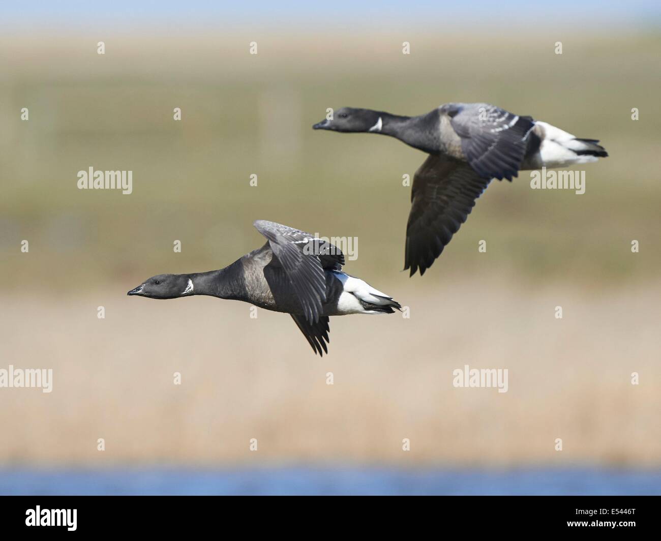 Brent geese in flight Stock Photo - Alamy
